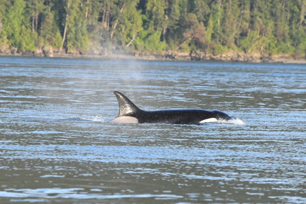 Full Day Whale and Wildlife Adventure - Blue Kingdom Tours