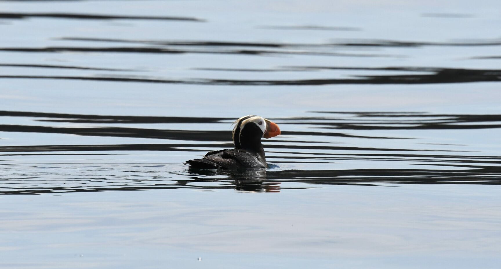 Puffins of the Salish Sea - Blue Kingdom Tours