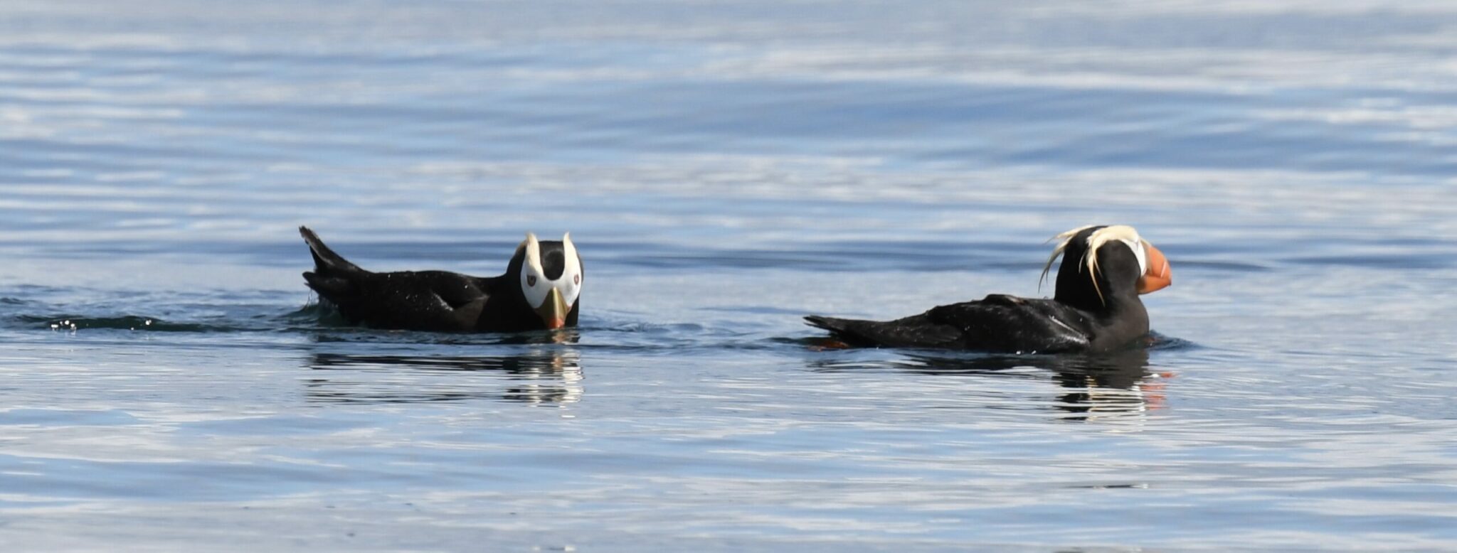 Puffins of the Salish Sea - Blue Kingdom Tours