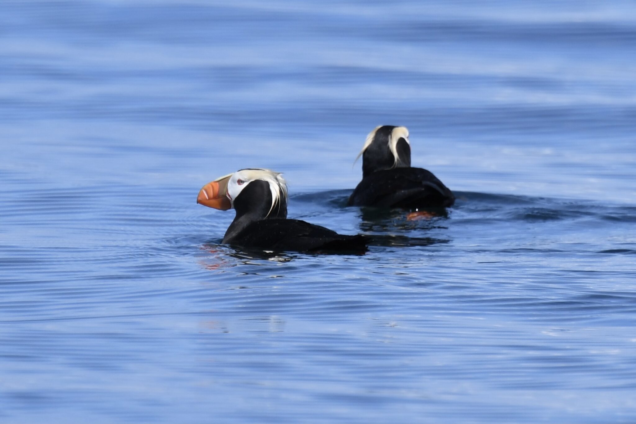 Puffins of the Salish Sea - Blue Kingdom Tours
