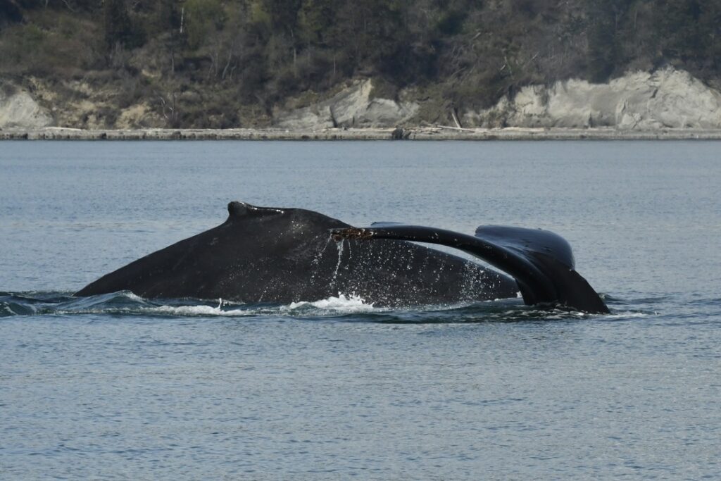 The Mystery of the Humpback Whale Song - Blue Kingdom Tours