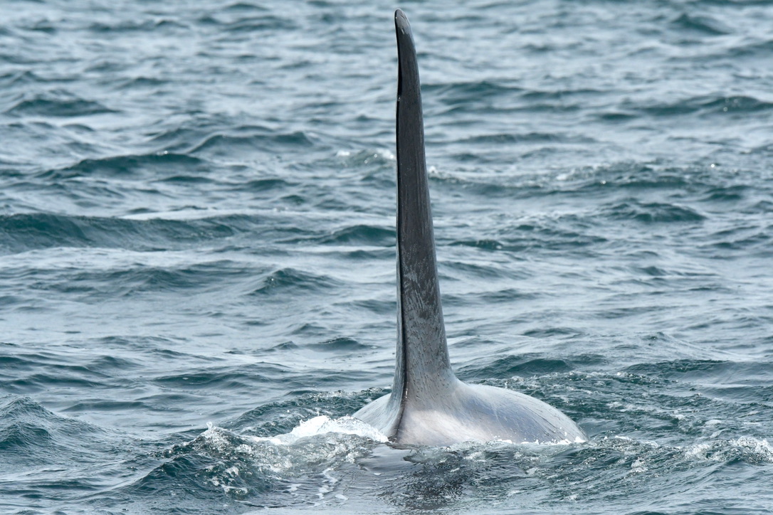 Killer Whale Family Features: Meet the T65A's!! - Blue Kingdom Tours