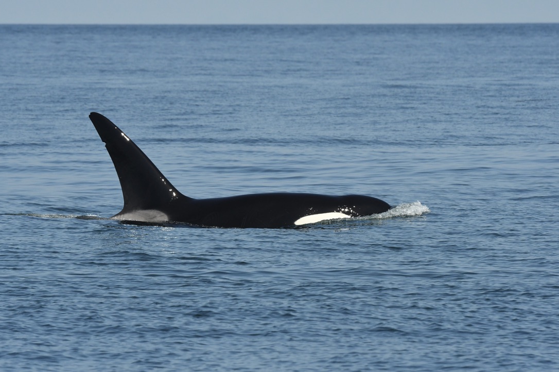 Killer Whale Family Features: Meet the T65A's!! - Blue Kingdom Tours